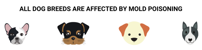 Mold Poisoning in Dogs: 15 Symptoms To Be Aware Of